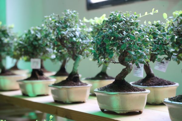 Mazda Italy pays homage to Mazda’s Cork heritage | Inside Mazda