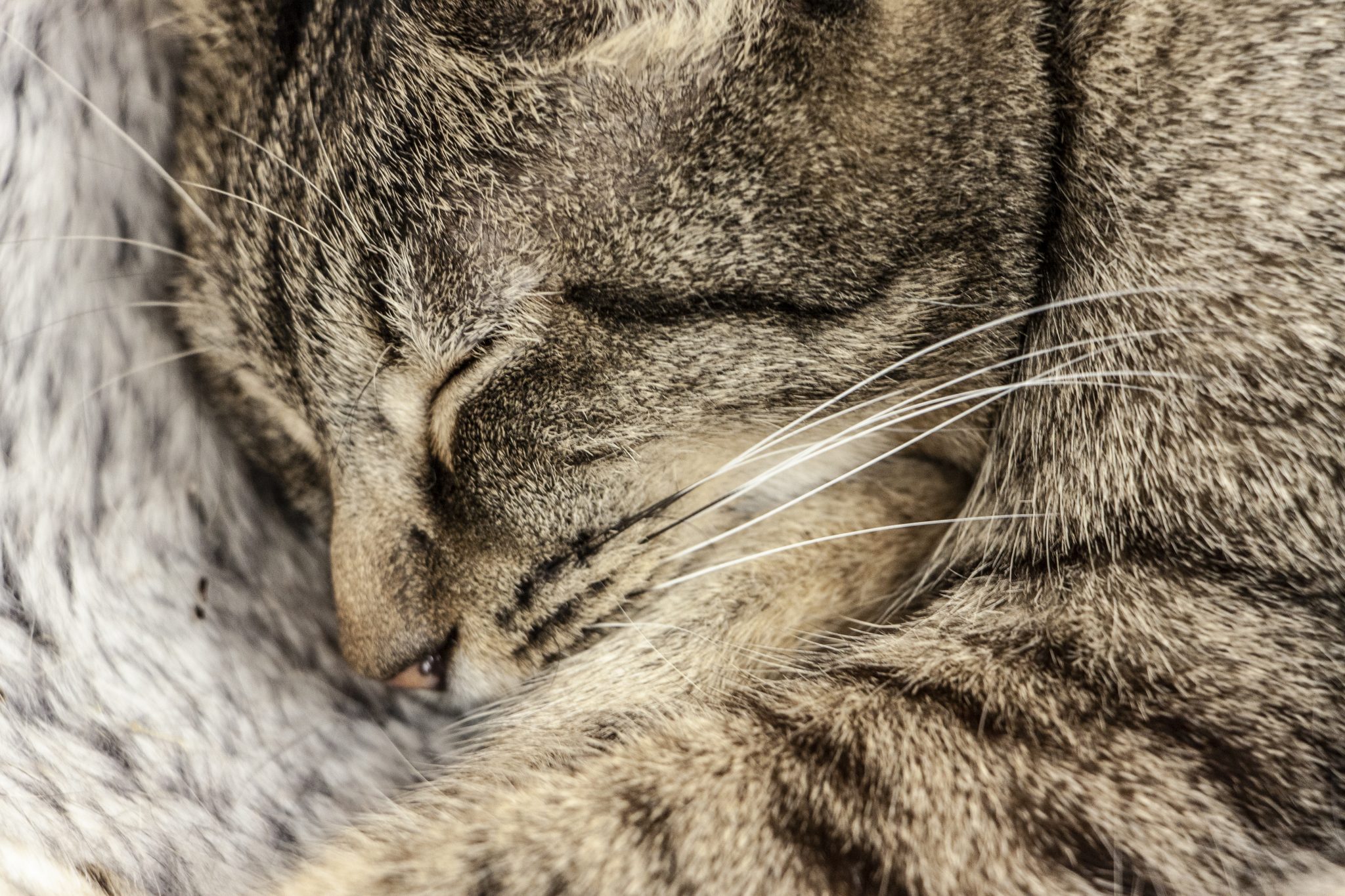 Mazda’s in-house ‘Cat Club’ | Inside Mazda