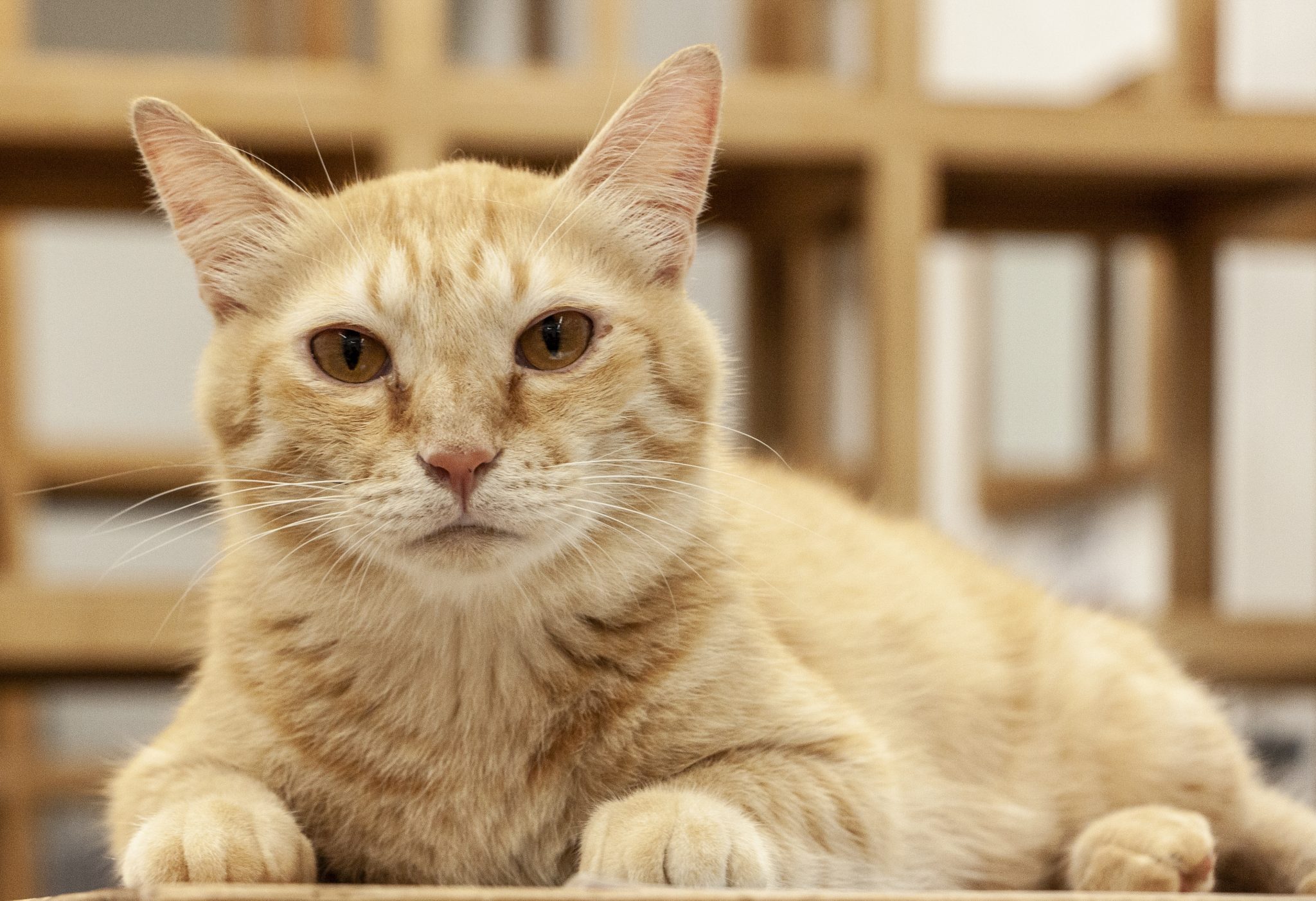 Mazda’s in-house ‘Cat Club’ | Inside Mazda